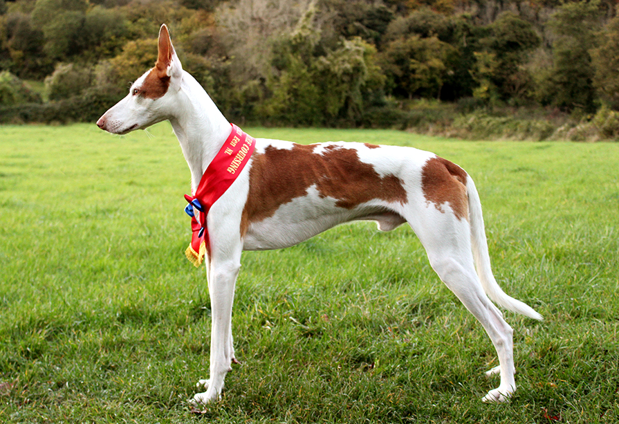 Lure Coursing Meetings – Uk Sighthound Sport