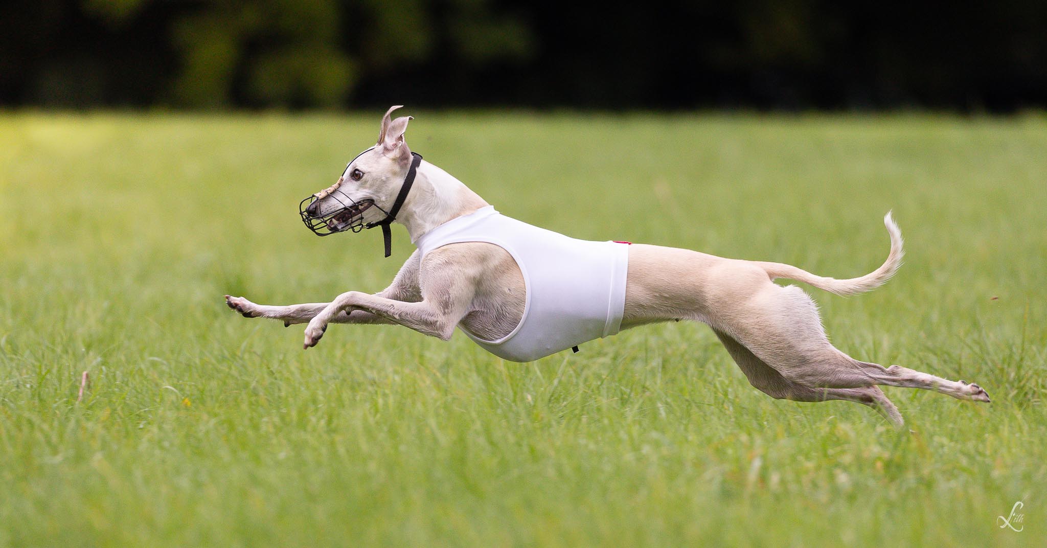 Online Lure Coursing Webinar with international judge Geir Hammer ...